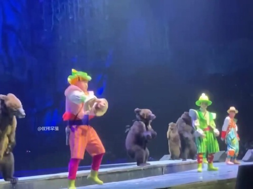 我们拒绝动物表演但拒绝不了动物硬要表演
