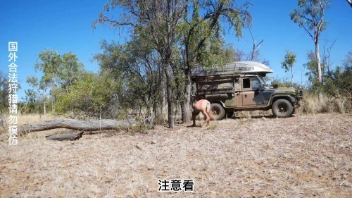 国外猎人神操作,抓猫神器大揭秘!