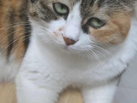 皮猫:这种问题没必要了吧