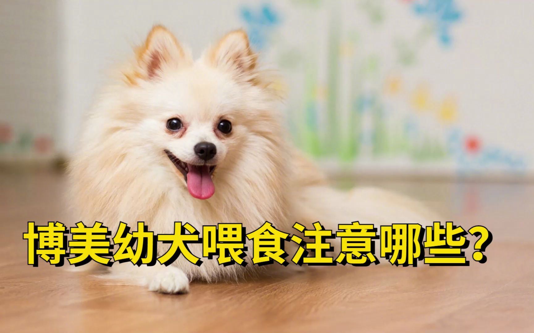 博美幼犬喂食注意什么?