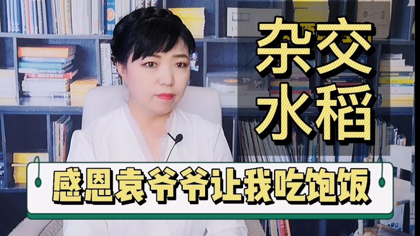 为什么说杂交水稻是救命稻?什么是杂交水稻,和普通水稻有啥不同
