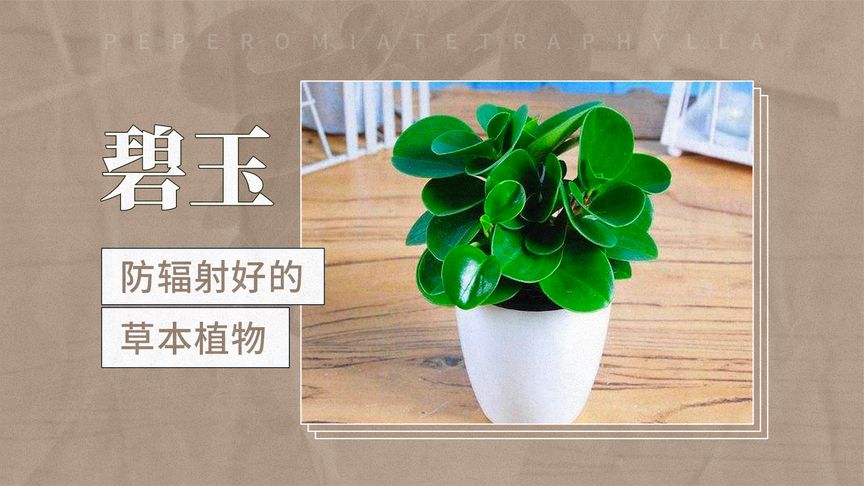 碧玉——防辐射最好的草本植物