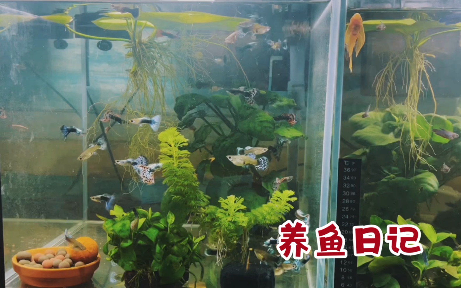 剩下来的杂袍孔雀鱼只有几条是好看的,迷你鹦鹉鱼带小苗很有意思