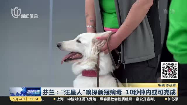 芬兰:“汪星人”嗅探新冠病毒 10秒钟内或可完成