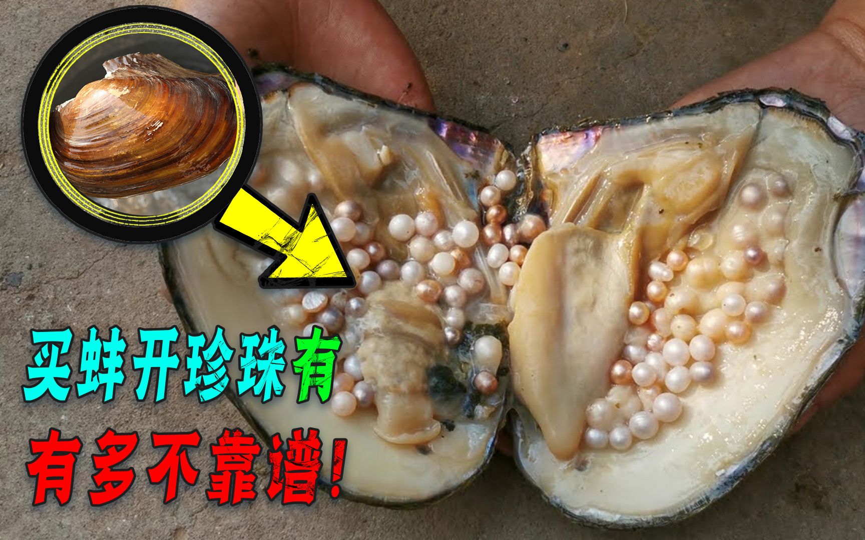 曾卖3000元一个的河蚌为啥很少见了,被吃灭绝了?还是种珍珠了?