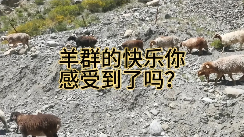 羊群的快乐你感受到了吗