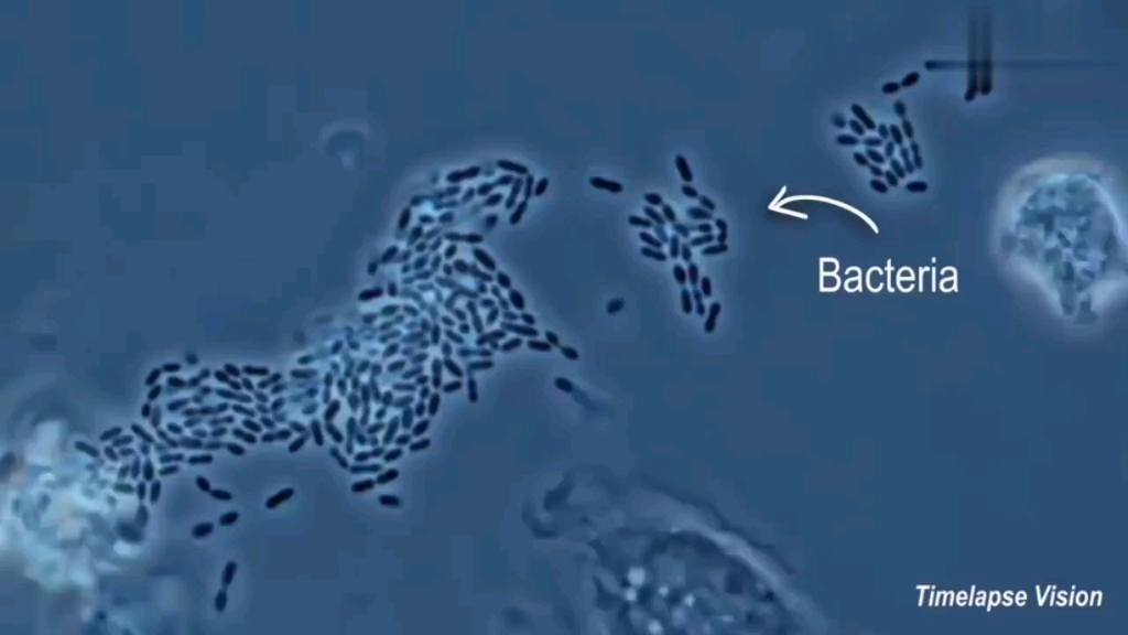 免疫细胞吃细菌全过程~(吞噬作用)