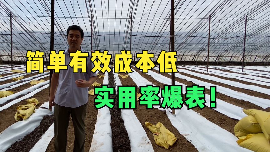 无土栽培新模式!做法简单成本低,杜绝土传病害、全国适用!