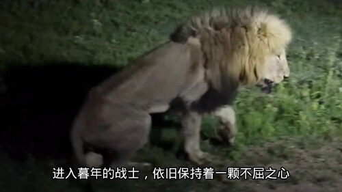 头脸受伤梦想的旅途我背井离乡挑战谢谢所有点赞的朋友们人类与动物...