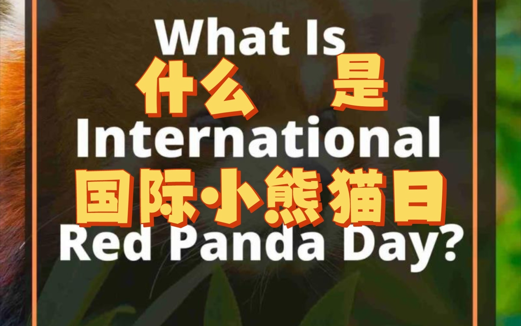 什么是国际小熊猫日【中文科普向】