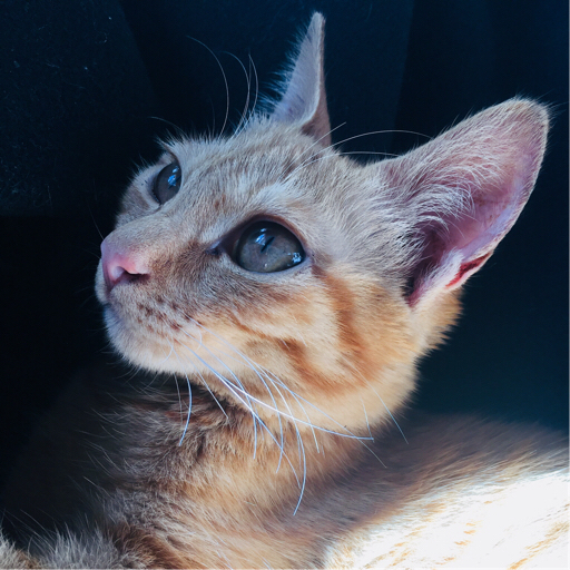 如果你刚好很闲 