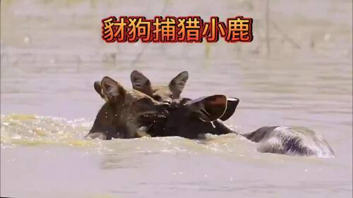 小鹿被凶猛的豺狗群堵水里无处可逃,太绝望了!世界野生零距离鹿狗狗