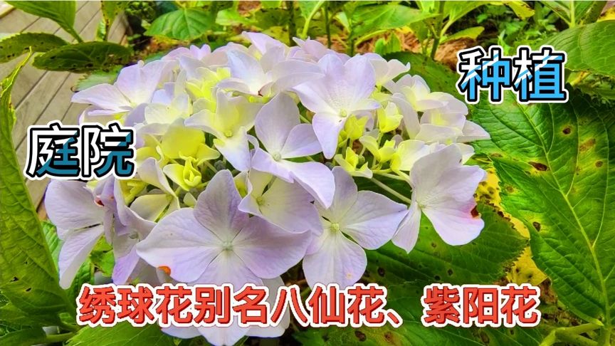 绣球花:花型丰满大而美一种常见的盆栽花木,也有一定的药用价值