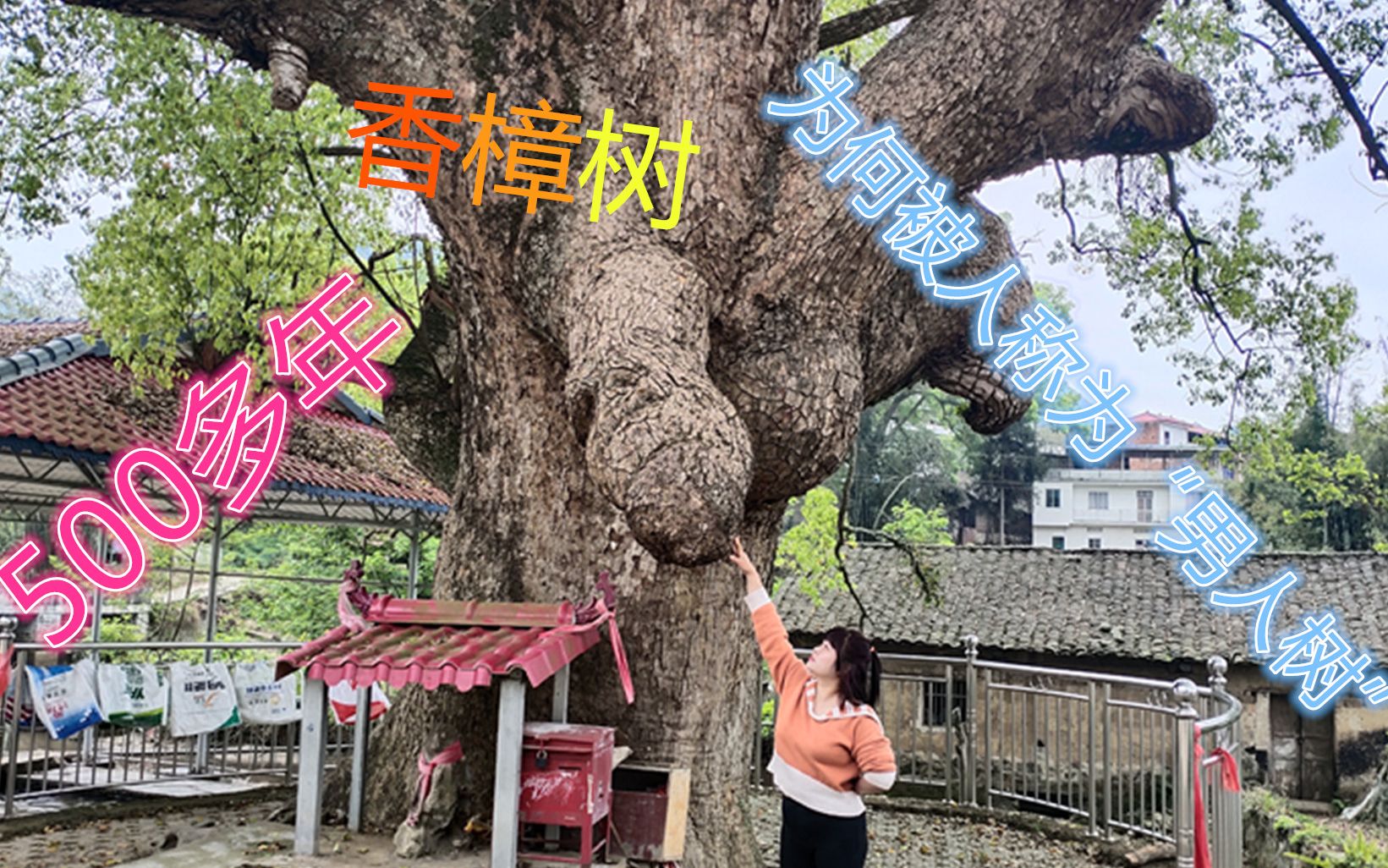 500多年历史的香樟树,长得稀奇古怪,村民却称它为“男人树”