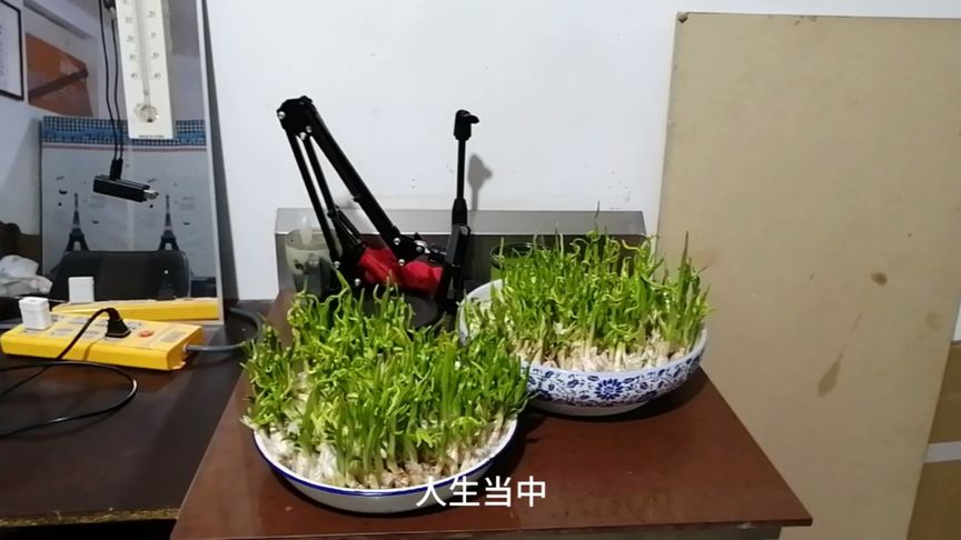 灵感一发,水可以种蒜苗,长的很棒很棒,不用一点点土