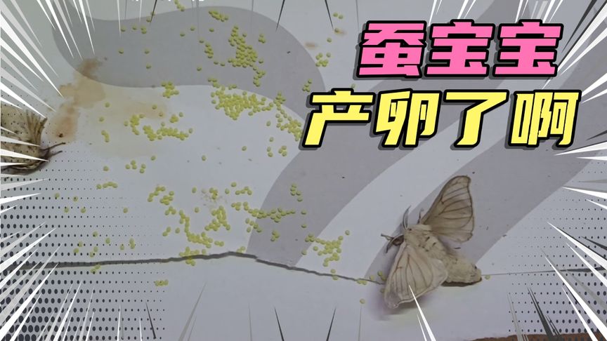 女儿学校老师发的的春蚕,经过了一个月,蚕娥终于产卵了