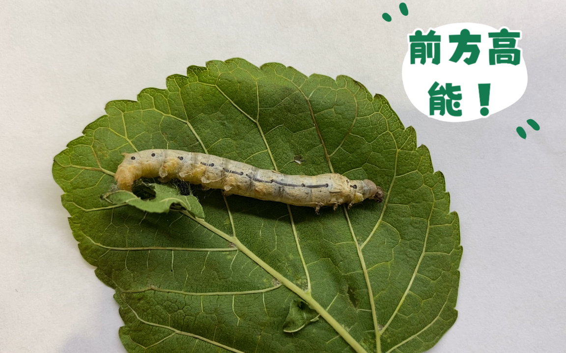 五阶蚕宝宝蜕皮成功!耗时半小时!
