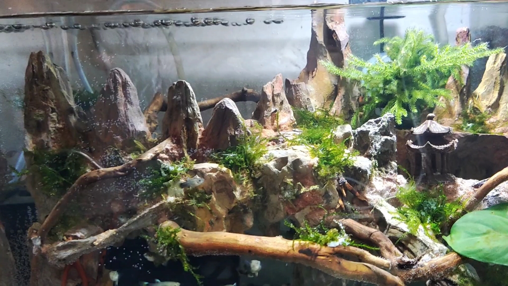 自己搞了个新40缸松皮石造景大家看看还可以吧!