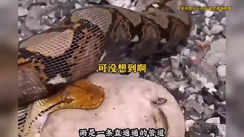 精彩的动物世界:巨蟒私闯民宅吞下家犬,蟒蛇反刍,难得一见