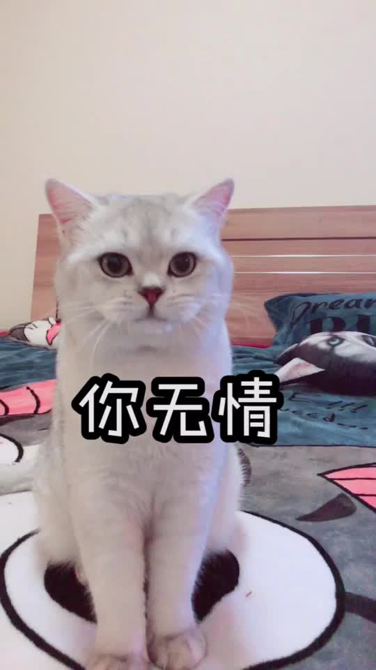 你无情你无耻你无理取闹!