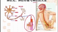 神经元和反射弧