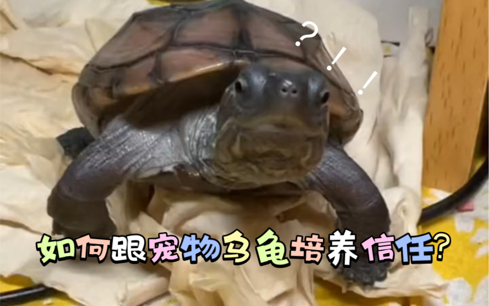 如何跟乌龟培养信任?