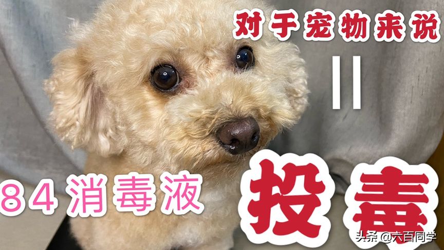 养宠家庭不能用的消毒水,不但没有消毒作用,还会伤害你的狗狗