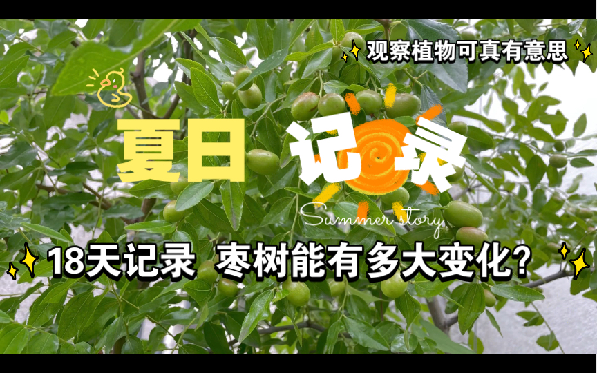 【植物生长记录-第三期】记录枣树18天的生长过程,肉眼看的见的植物...