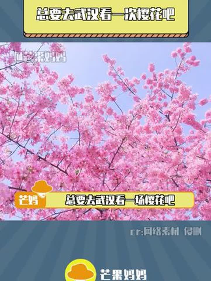 这个春天,该赴樱花之约了~#武汉 #樱花 #湖北 #旅游
