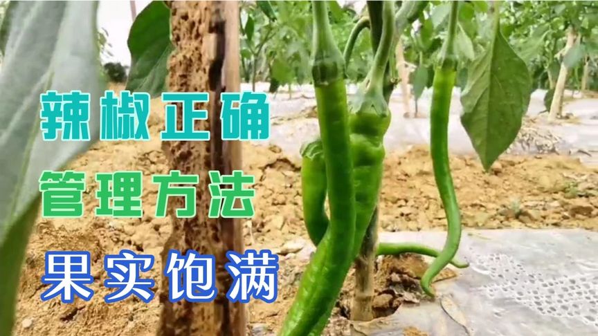 辣椒正确管理方法果实饱满,分享种植技术。