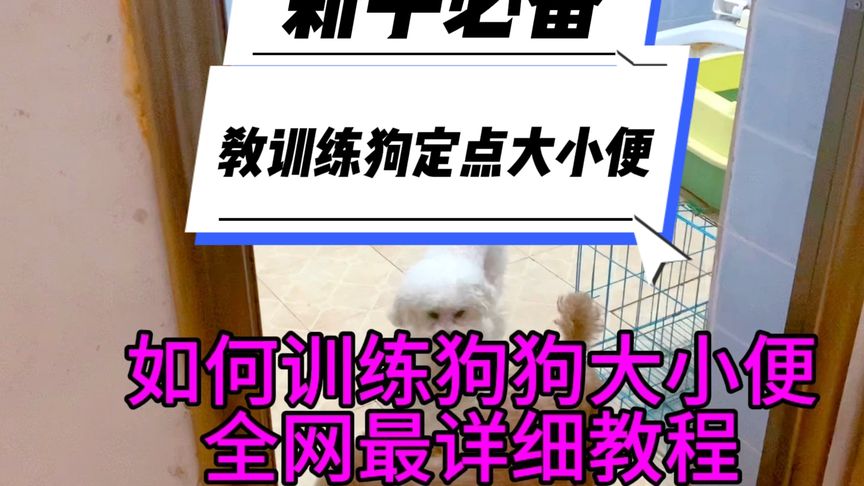 全网最详细的 教你如何训练狗狗定点大小便得教程#如何训练小狗