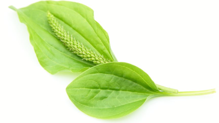 车前草泡水喝的功效