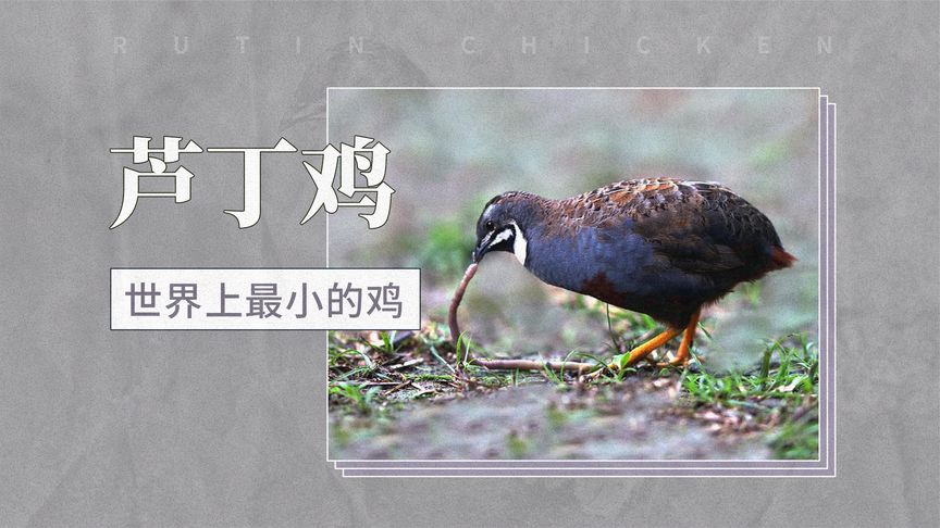 芦丁鸡——世界上最小的鸡