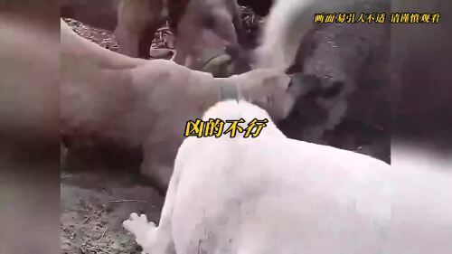 狗狗暴揍二师兄现场!动物世界上演真实版"猪狗大战"