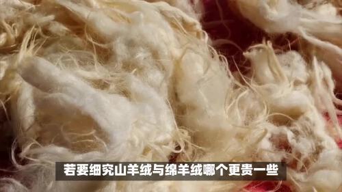 山羊绒和绵羊绒哪个更贵一些?