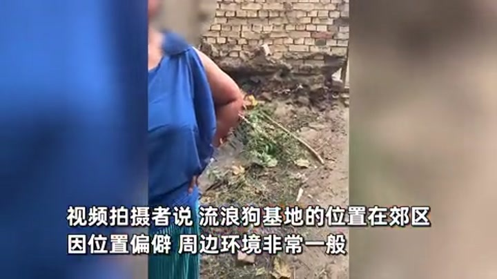 数百只流浪狗被邻居私自放走,大狗咬死小狗冲上街,邻居:你对狗比人好