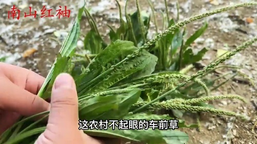 车前草的价值与用途,刷新了我的认知,原来它真的是个宝