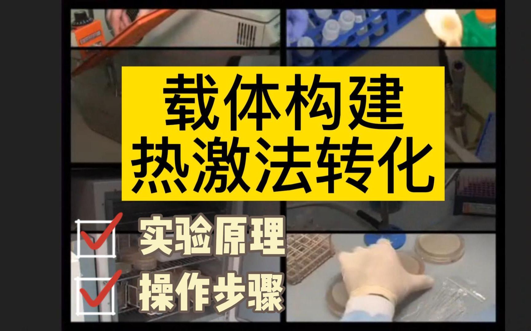 构建过表达载体八|载体构建之热激法转化|感受态细胞|活化|涂板|菌落...