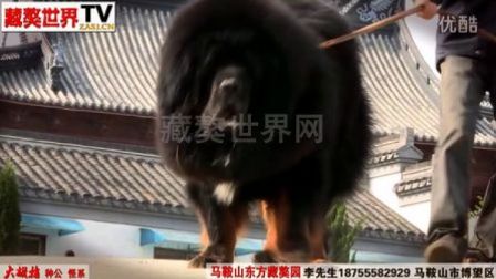 藏獒世界网推荐——马鞍山东方藏獒园
