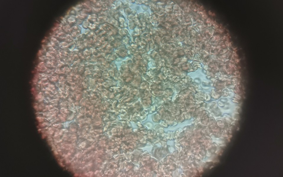 实验1:使用高倍显微镜观察几种细胞&检测生物组织中的糖类、脂肪和...