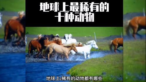 世界上最稀有的十种动物