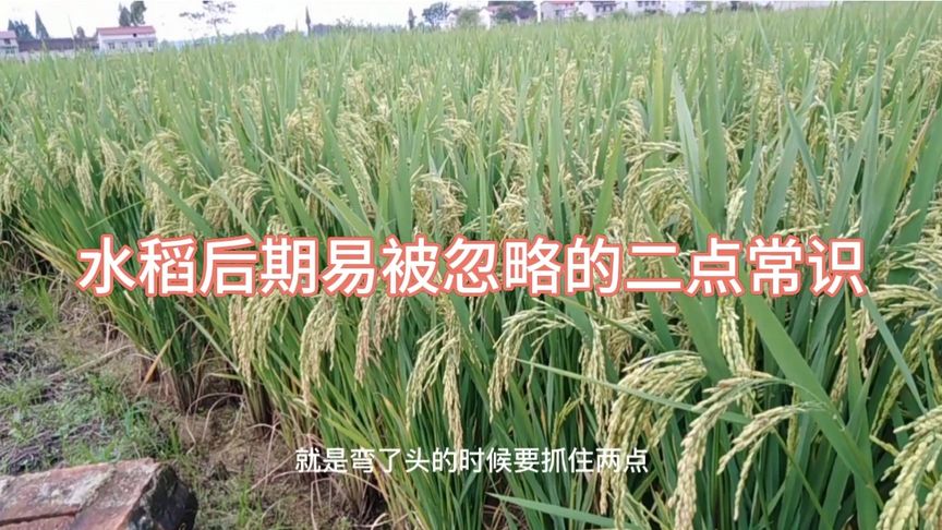 水稻在后期的管理有两点需要注意大家不要忽视,关系收获时的便利