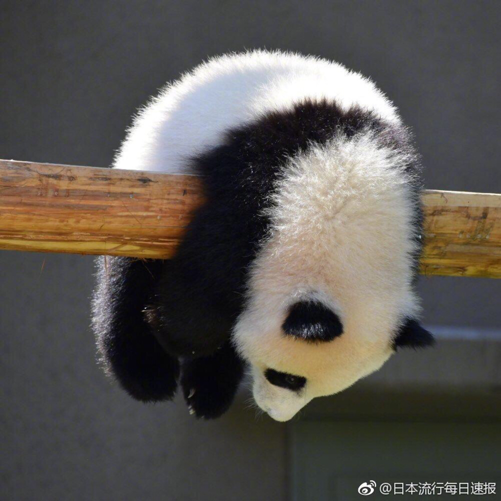 我生凛冽 