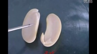 菜豆玉米种子的结构_标清