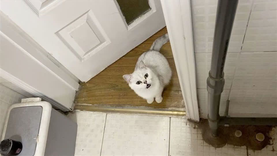铲屎官回家晚猫咪会生气嘛?猫咪会有什么表现