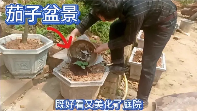 湖南农民发明了将茄子种花盆里,既好看又美化了庭院