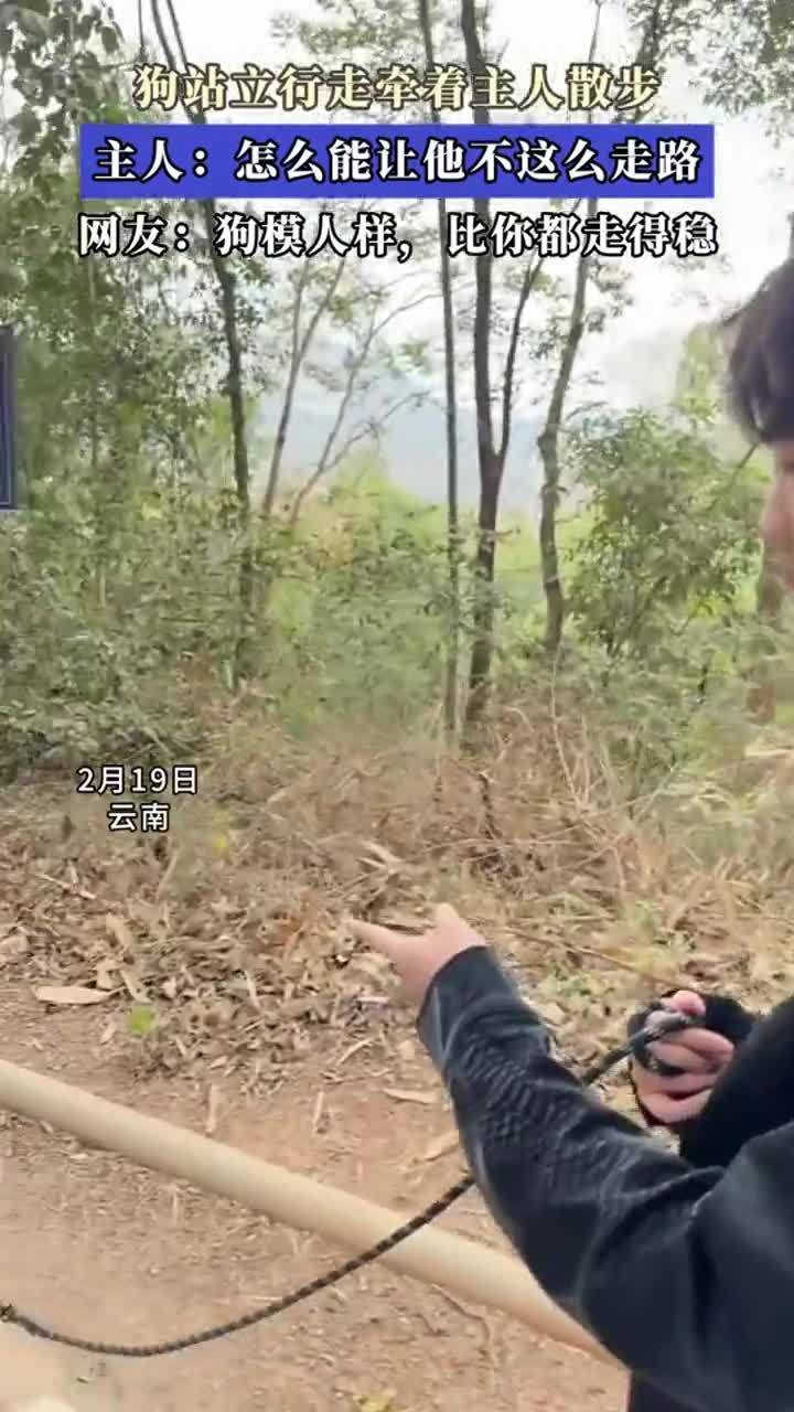 狗站立行走牵主人散步,主人发愁咋让它"改走路姿势"