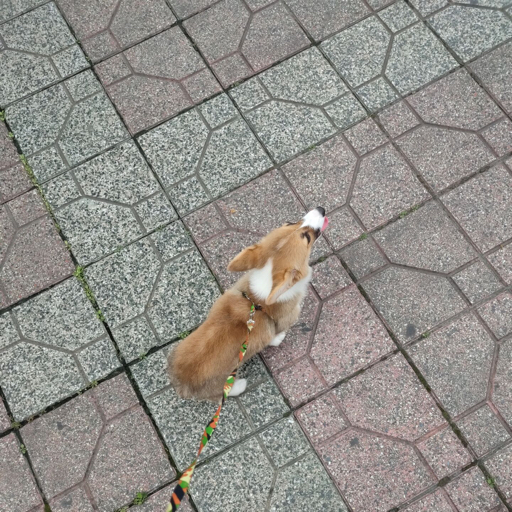 醍醐彡 