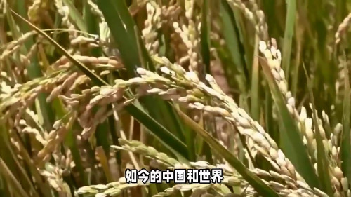 海水稻是什么?对于如今的中国和世界,意味着什么?
