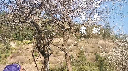 墨梅 元 王冕